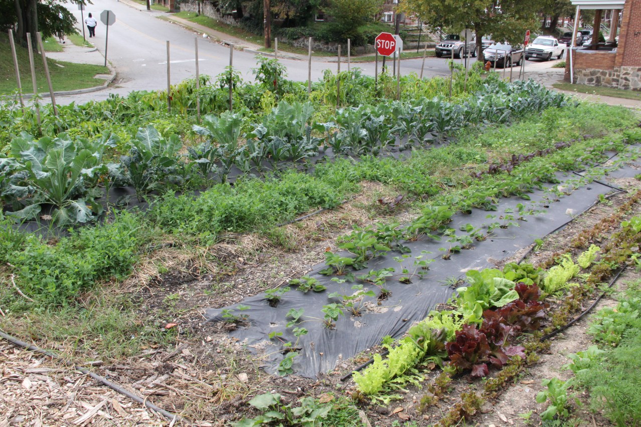 Introducing Denzel Mitchell of Five Seeds Farm in Baltimore – Afroculinaria
