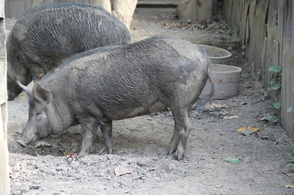 The Colonial Roots of Southern Barbecue: Re-Creating the Birth of An ...
